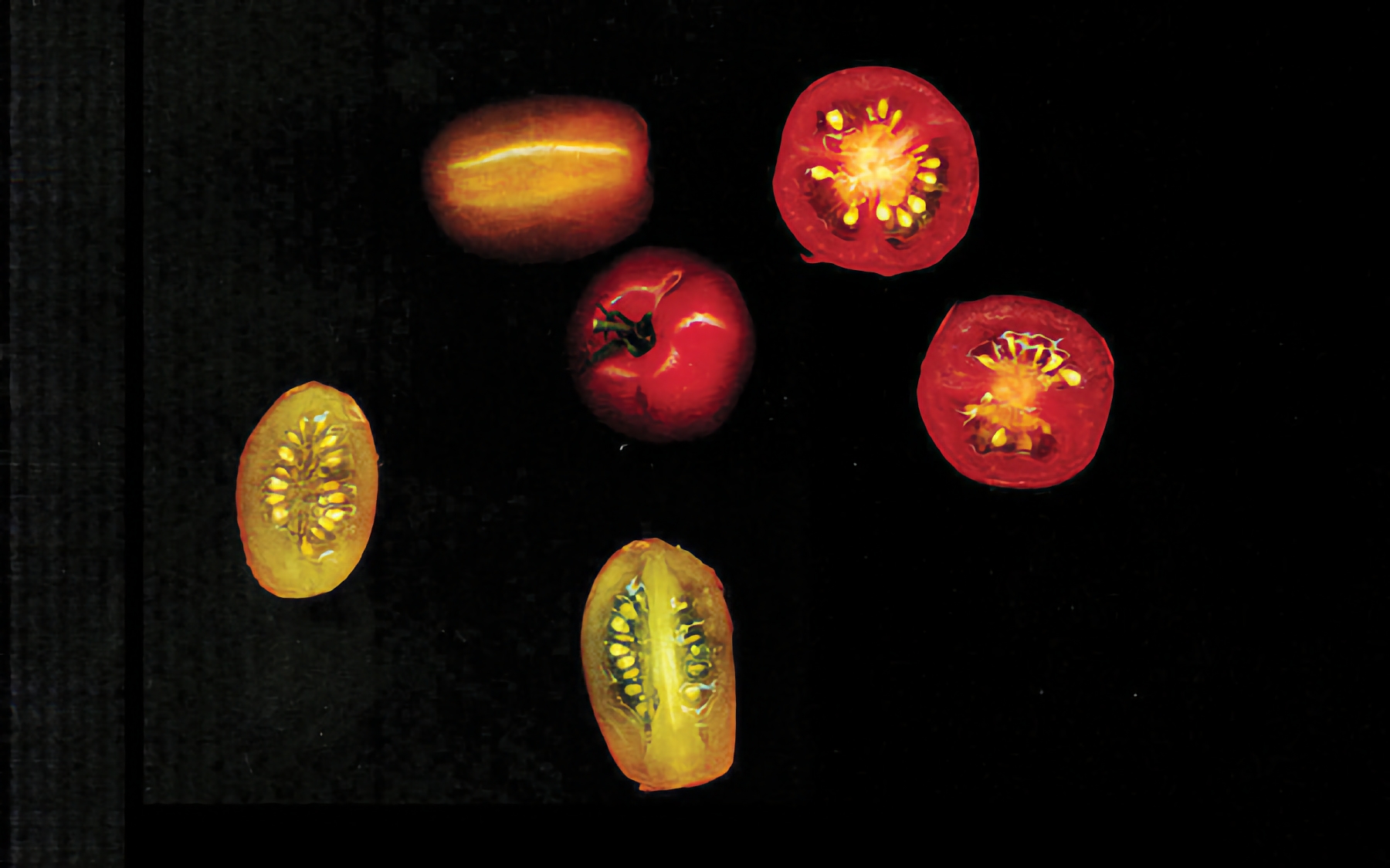 The Truth About GMOs - Boston Review