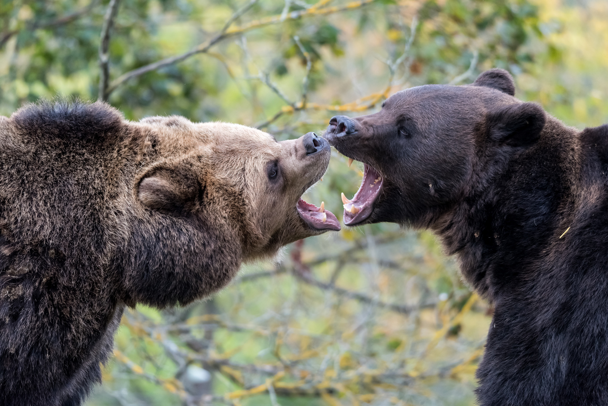 Bear Fight in Rockaway - Boston Review