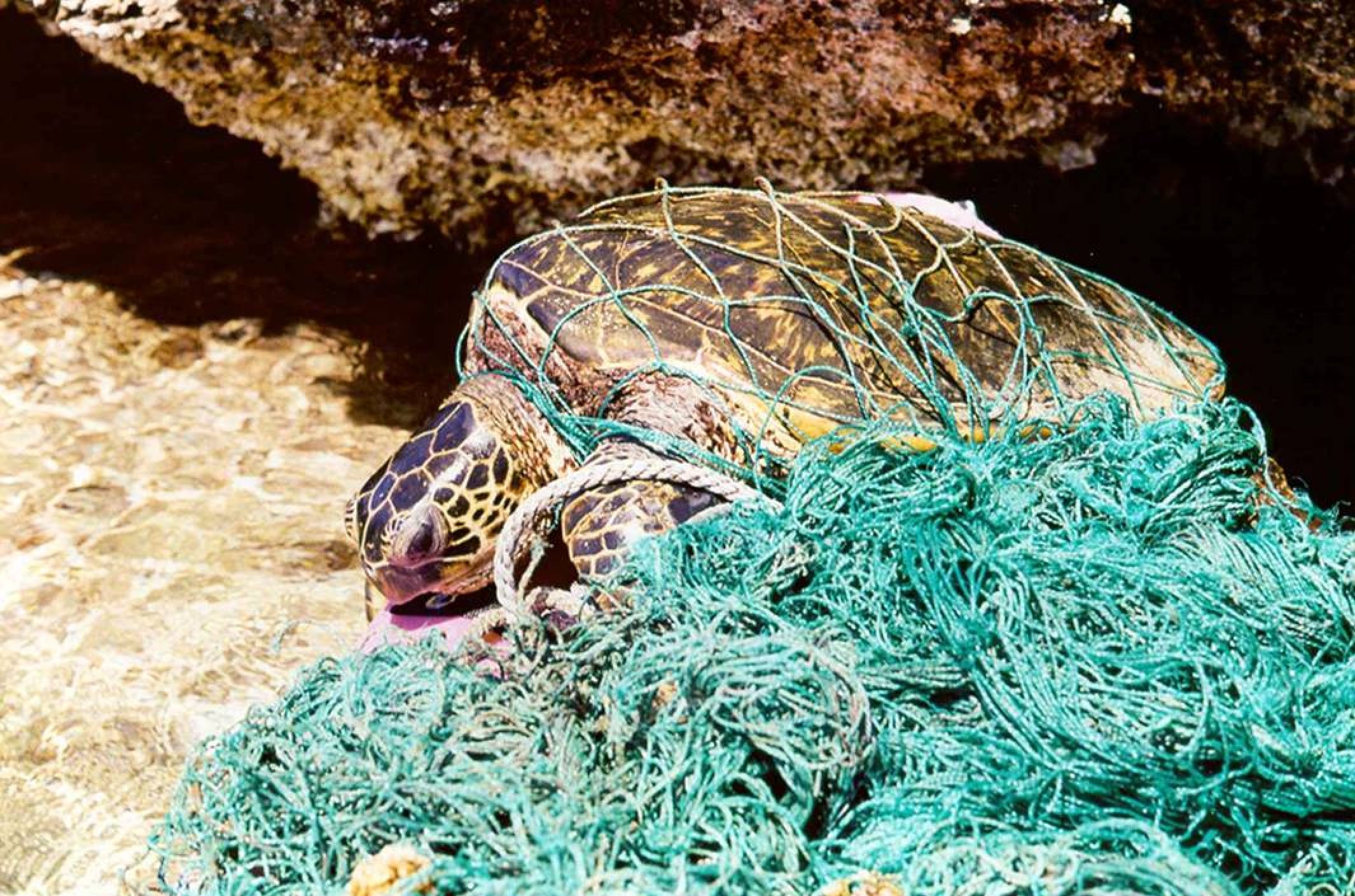 Gamifying the Ocean - Boston Review