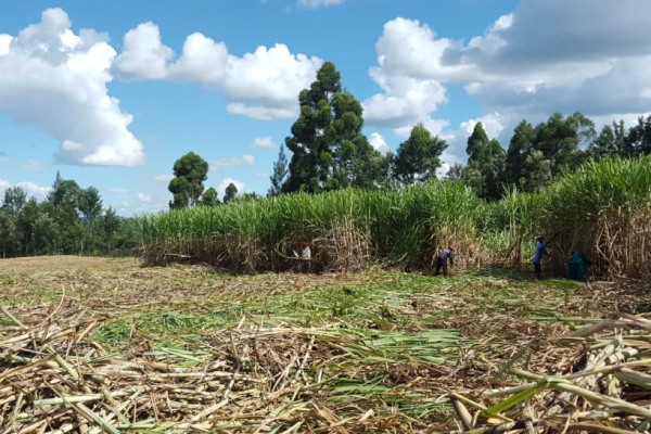 Against Type - Boston Review