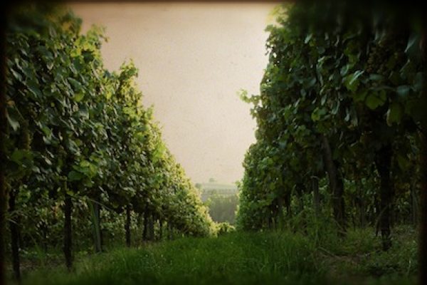 E. Lily Yu - Boston Review